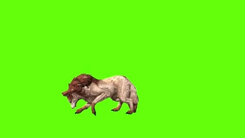 Wolf KT look around green screen animati... | Stock Video | Pond5