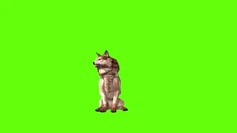 Wolf KT sit look around green screen ani... | Stock Video | Pond5