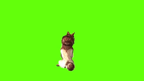 Wolf KT sit look around green screen ani... | Stock Video | Pond5