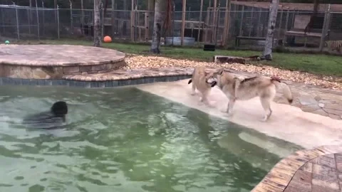 Wolf, Lion and Bear Play Together in Poo... | Stock Video | Pond5