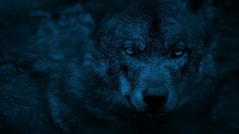 Wolf At Night Stock Footage ~ Royalty Free Stock Videos | Pond5