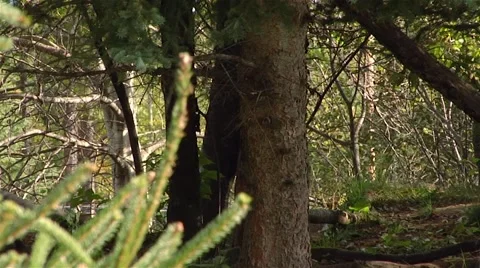 A wolf looks into and away from the came... | Stock Video | Pond5