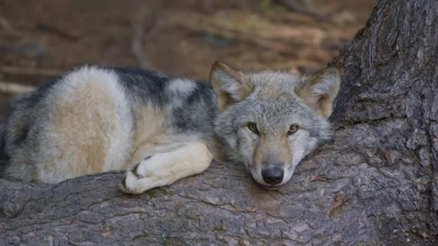 Wolf Puppies Stock Footage ~ Royalty Free Stock Videos | Pond5