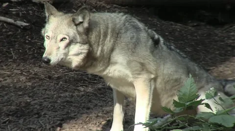 Wolf marking territory | Stock Video | Pond5