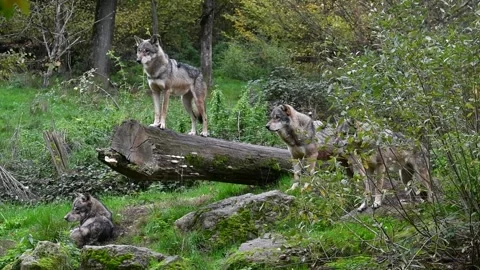 Wolf Pack Hunting Stock Video Footage | Royalty Free Wolf Pack Hunting ...