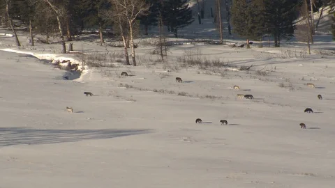 Wolf Hunting Stock Video Footage | Royalty Free Wolf Hunting Videos | Pond5