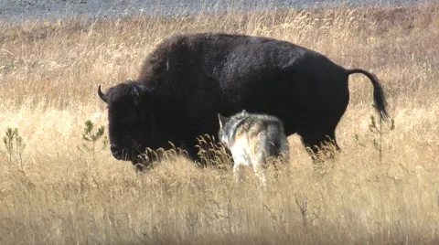 Buffalo Stock Videos – Royalty-Free HD & 4K Videos
