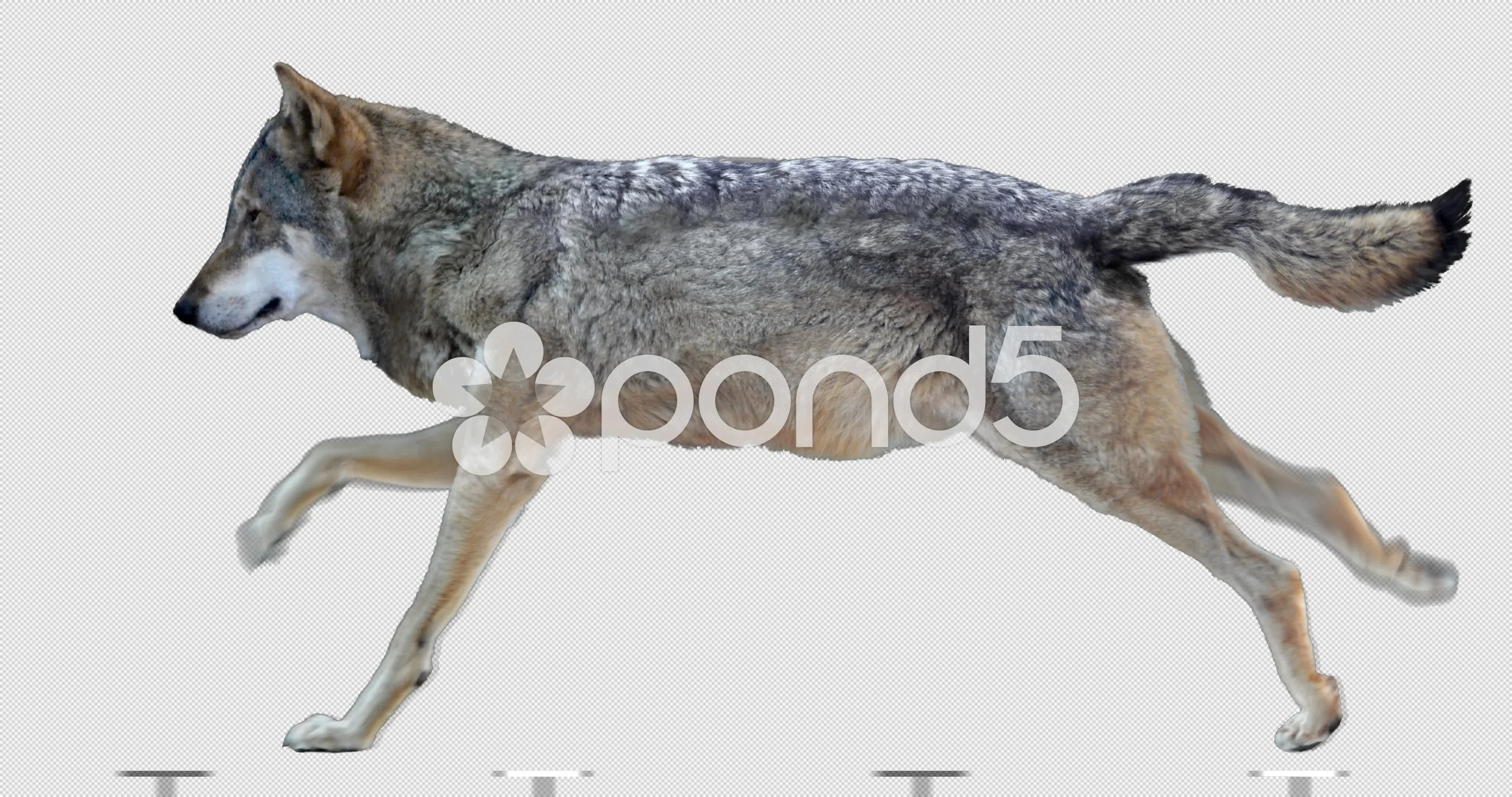 Gray Wolf Running Side View