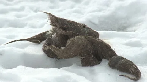 Wolves Pooping Stock Video Footage | Royalty Free Wolves Pooping Videos ...