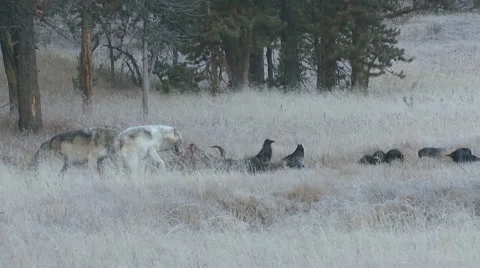 Wolfs Peeing Stock Videos – Royalty-Free HD & 4K Videos | Pond5