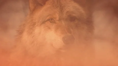 Smoke Wolf Stock Footage ~ Royalty Free Stock Videos | Pond5