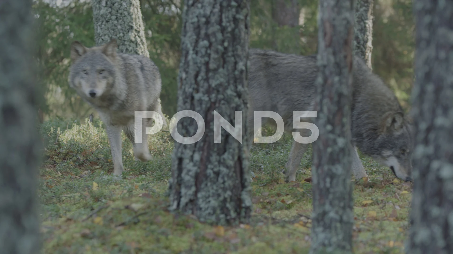 Coniferous Forest Wolves