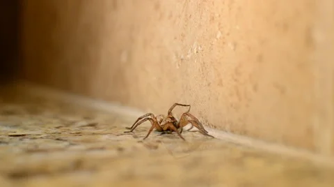 Crawling Spider Stock Footage ~ Royalty Free Stock Videos | Pond5
