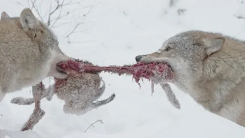 Wolf two animals tearing their prey, Wol... | Stock Video | Pond5