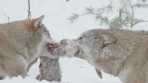 Wolf Feeding Slow Motion Stock Video Footage | Royalty Free Wolf ...