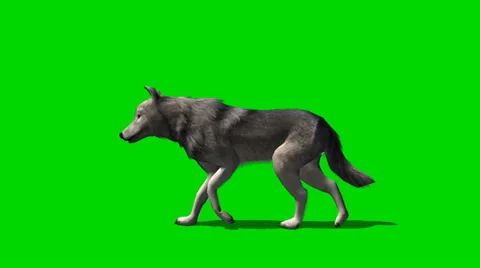 Wolf Walk Stock Footage ~ Royalty Free Stock Videos | Pond5