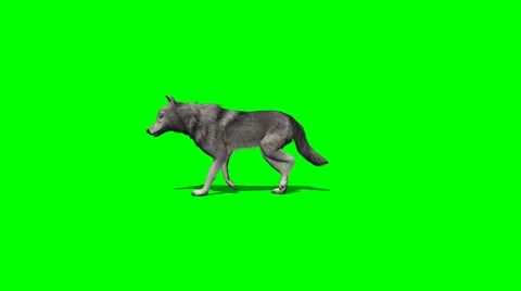 wolf walks fast - with and without shado... | Stock Video | Pond5