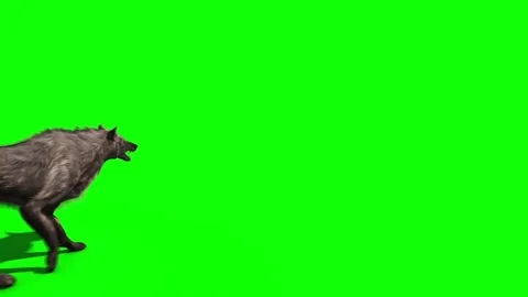 Wolf Green Screen Green Stock Video Footage | Royalty Free Wolf Green ...