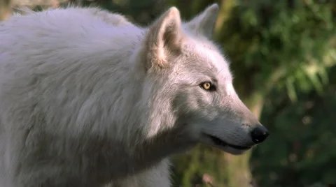 Wolf, Wolves, Gray Wolf, Timber Wolf, 4K... | Stock Video | Pond5