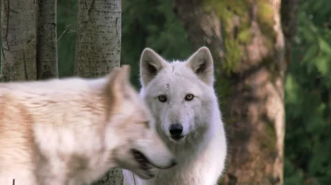 Wolf Stock Videos – Royalty-Free HD & 4K Videos