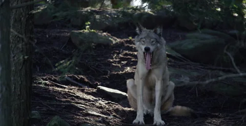 Wolf yawning in slow motion | Stock Video | Pond5