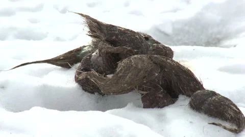 Wolf Yellowstone National Park Scat Fece... | Stock Video | Pond5