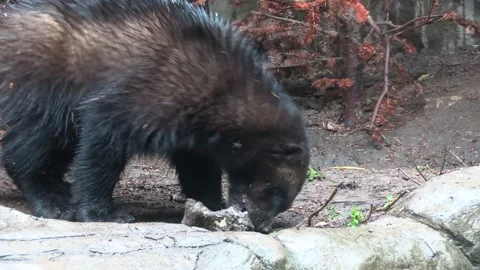 Wolverine aka Gulo Gulo Eating Chewing C... | Stock Video | Pond5