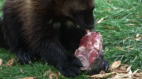 Wolverine gnawing at a slab of meat in a... | Stock Video | Pond5