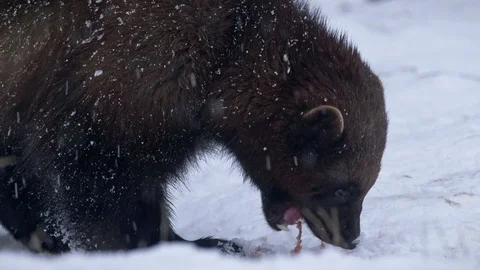 Wolverine Stock Videos – Royalty-Free HD & 4K Videos | Pond5