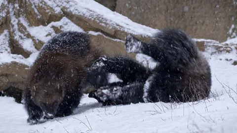 Stock Footage by Lukaspich | Official Pond5 Storefront