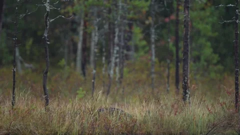 Wolverine running in autumn golden fore... | Stock Video | Pond5