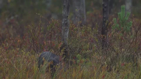 Wolverine running in autumn golden fore... | Stock Video | Pond5