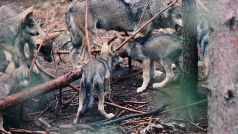 Wolf Fight Stock Video Footage | Royalty Free Wolf Fight Videos | Pond5