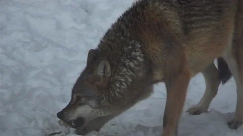 Wolves in the winter,pack behavior in th... | Stock Video | Pond5