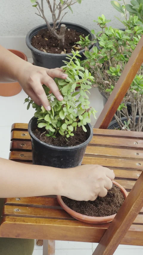 Video Plant Tricks Stock Videos – Royalty-Free HD & 4K Videos | Pond5