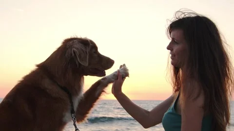 Dog Ducking Woman Stock Videos – Royalty-Free HD & 4K Videos