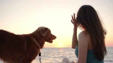 Dog Ducking Woman Stock Videos – Royalty-Free HD & 4K Videos