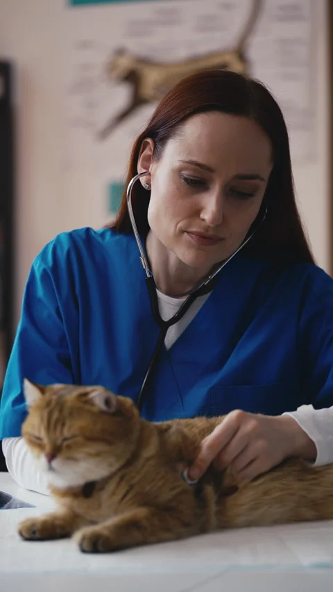 Woman animal doctor listening to cat's h... | Stock Video | Pond5