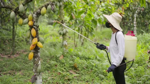 Woman asian farmer spraying cocoa pods, ... | Stock Video | Pond5