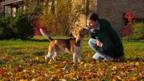 Woman ask dog to kiss in cheek, fawning ... | Stock Video | Pond5