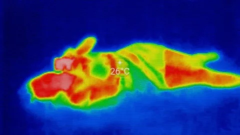 Thermal Image Stock Video Footage | Royalty Free Thermal Image Videos ...