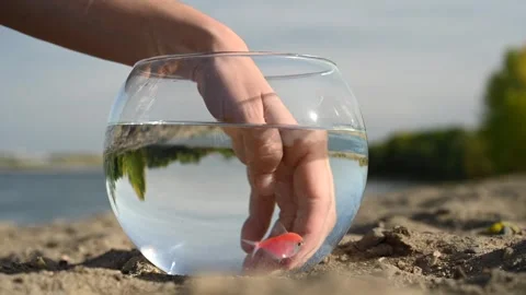 Woman catching a goldfish in a round aqu... | Stock Video | Pond5