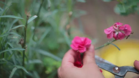 Woman cutting pink edible flowers from t... | Stock Video | Pond5