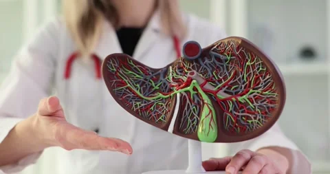Woman doctor shows realistic liver model... | Stock Video | Pond5