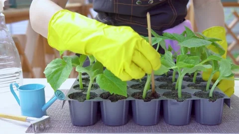 A woman is engaged in gardening, she pla... | Stock Video | Pond5