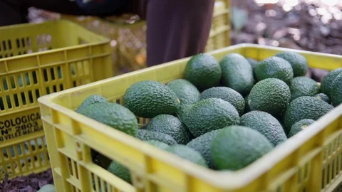 A woman farmer working in the hass avoca... | Stock Video | Pond5