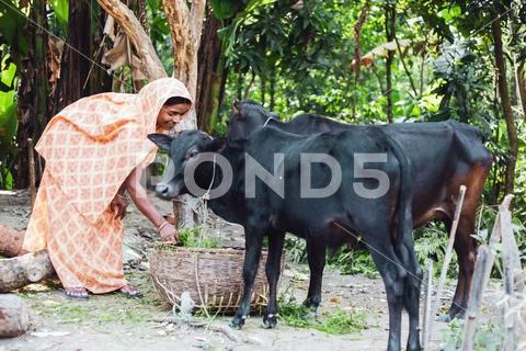 Woman feeding green grasses to her domestic cows. Cows are only earning ...