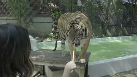 A woman feeds a fully grown tiger at a z... | Stock Video | Pond5