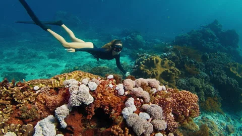 Woman freediver on reef. Young female fr... | Stock Video | Pond5