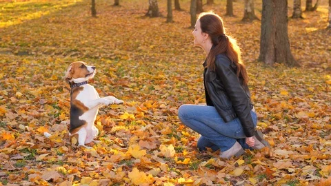 Woman give begging command, beagle sit u... | Stock Video | Pond5